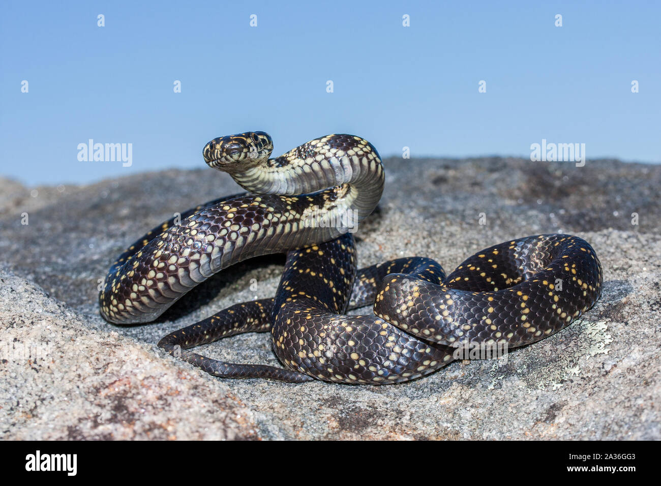 Broad headed snake hi-res stock photography and images - Alamy