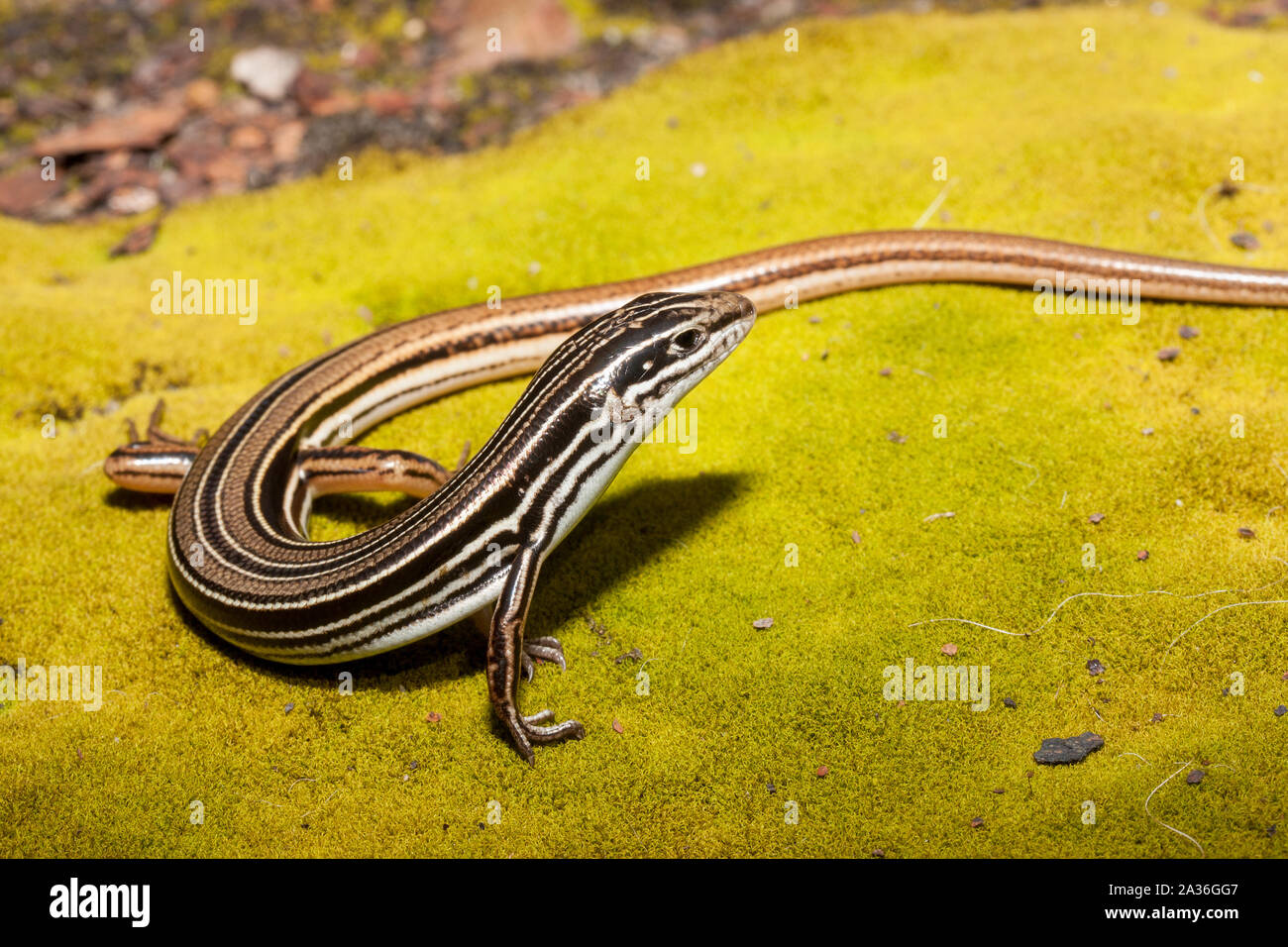 Copper skink hi-res stock photography and images - Alamy