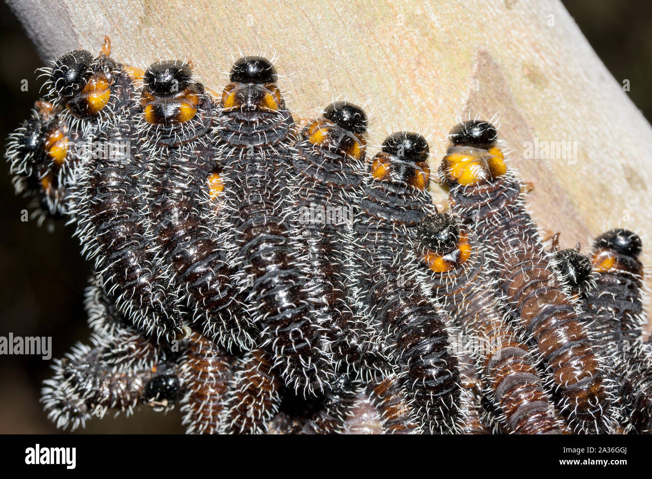 Spitfire larvae hi-res stock photography and images - Alamy