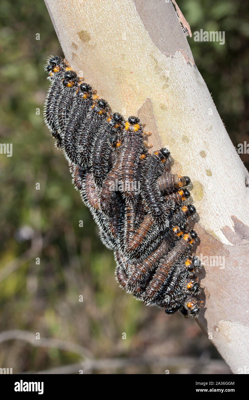Sawfly grubs hi-res stock photography and images - Alamy