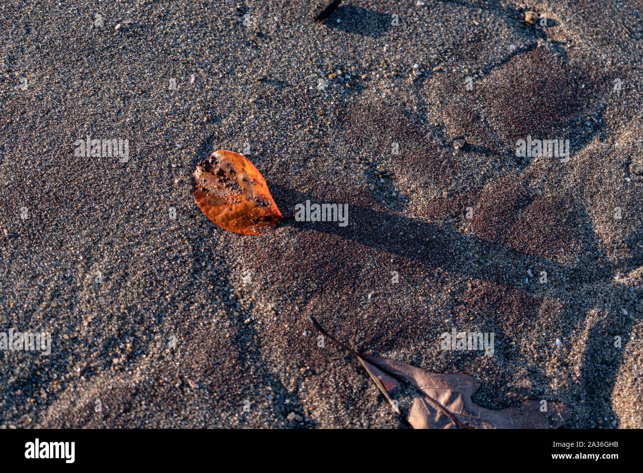 Sand stones shells texture hi-res stock photography and images - Alamy