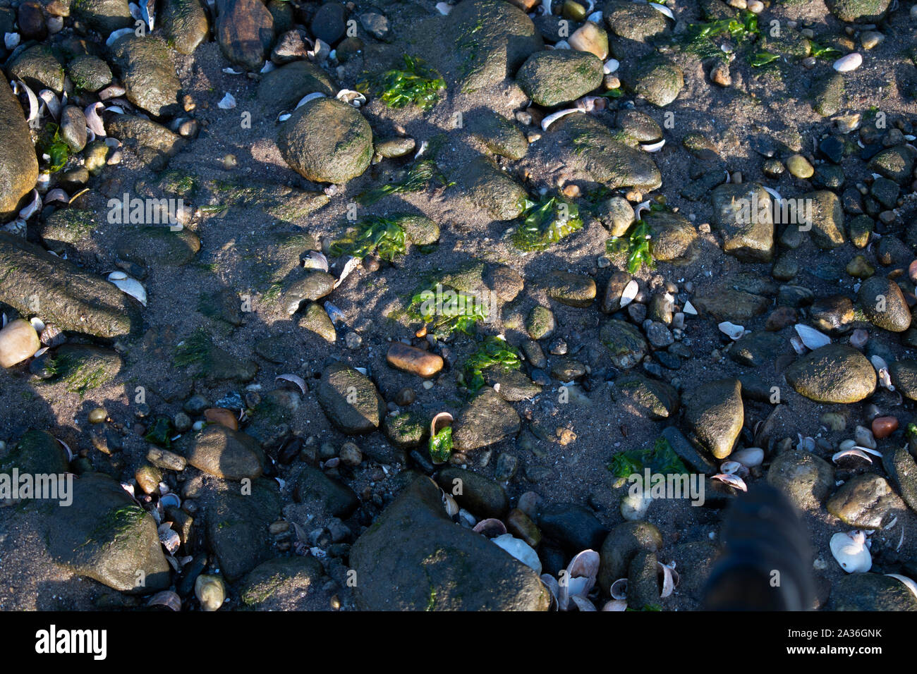 background of sand, stones and shells on beach Stock Photo - Alamy