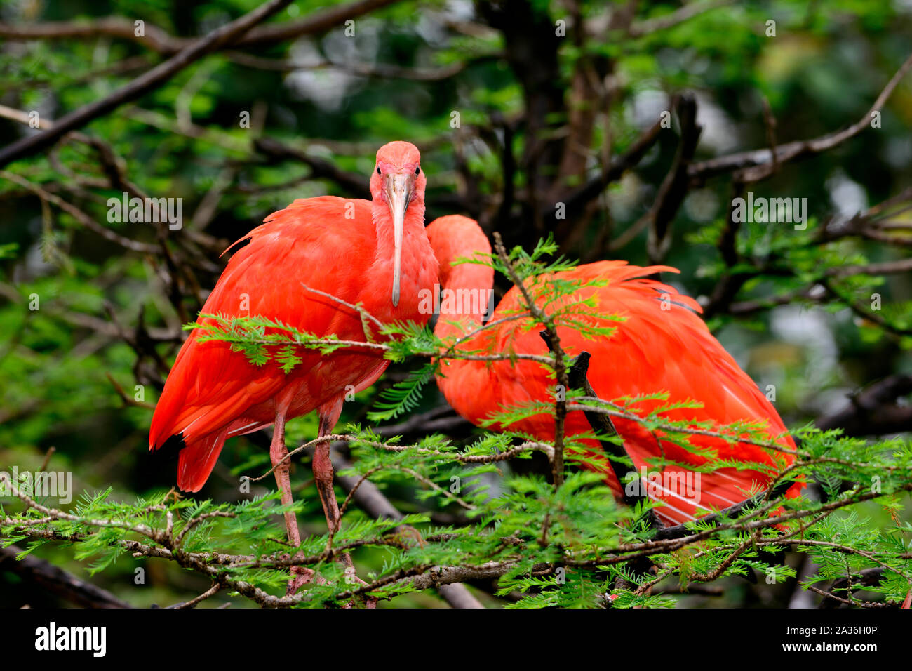 scarlet ibis (Eudocimus ruber) perched in a tree Stock Photo - Alamy