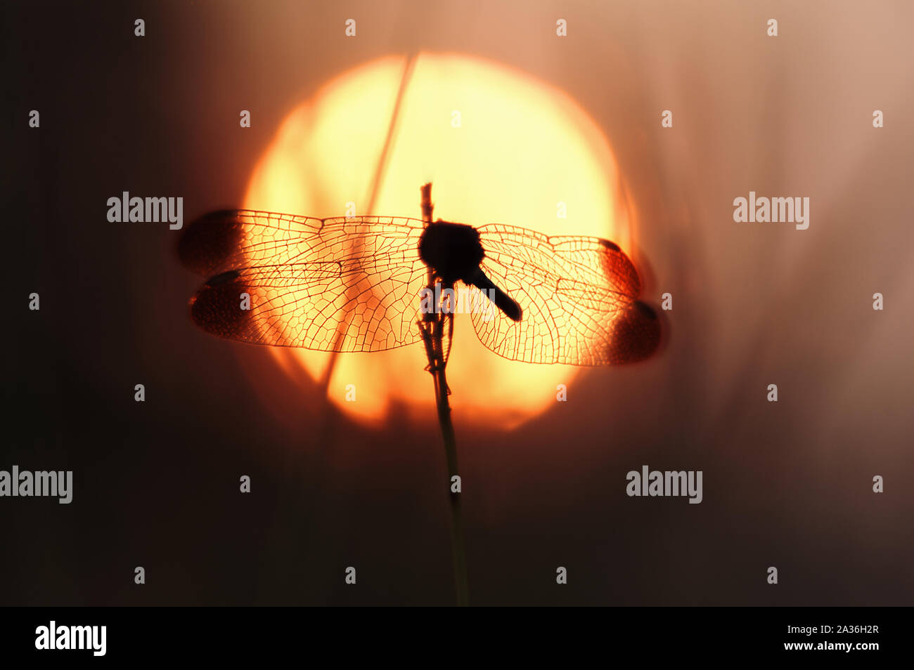 Silhouette of a dragonfly in front of the sun Stock Photo - Alamy