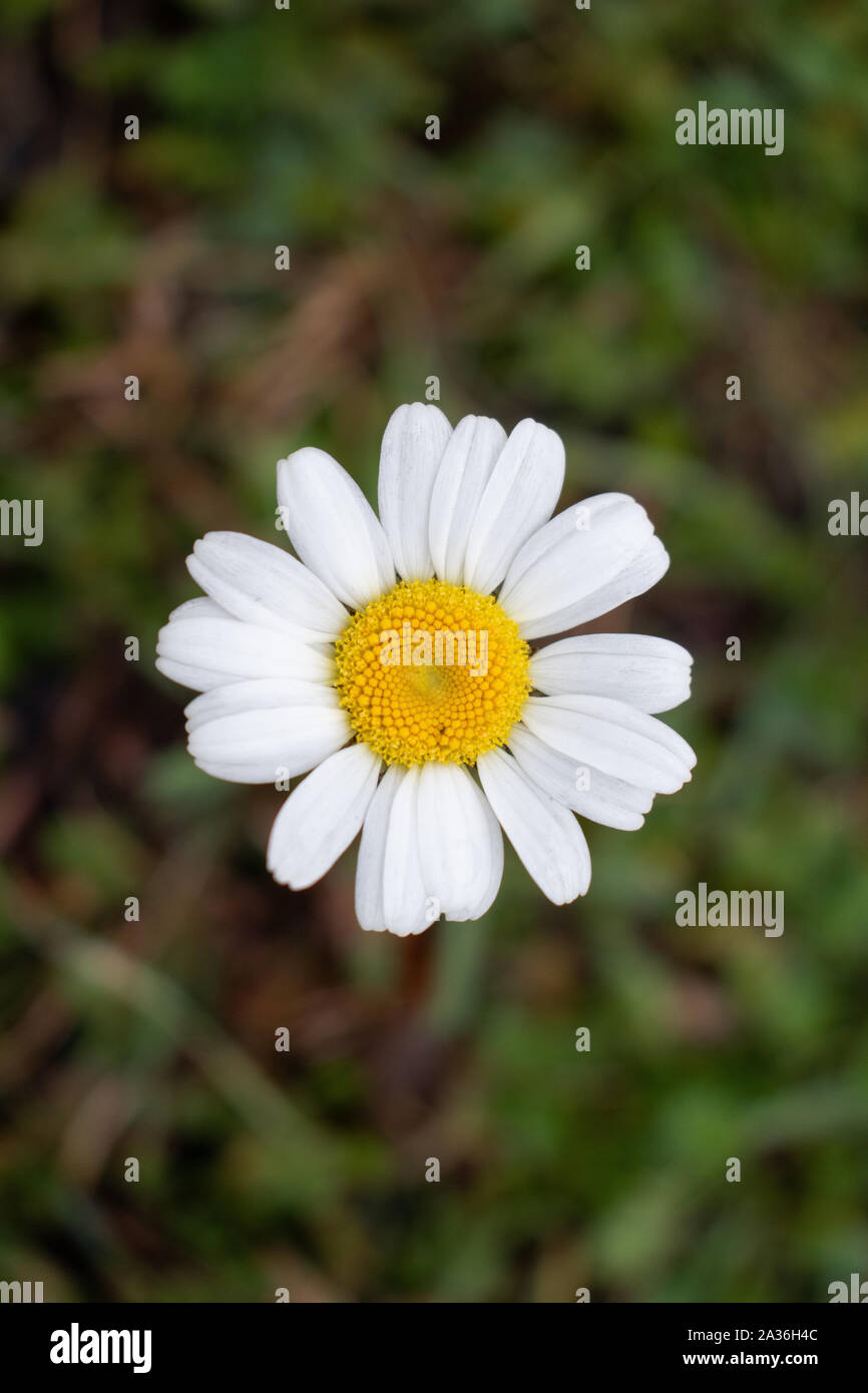 Daisy in Fall Stock Photo - Alamy