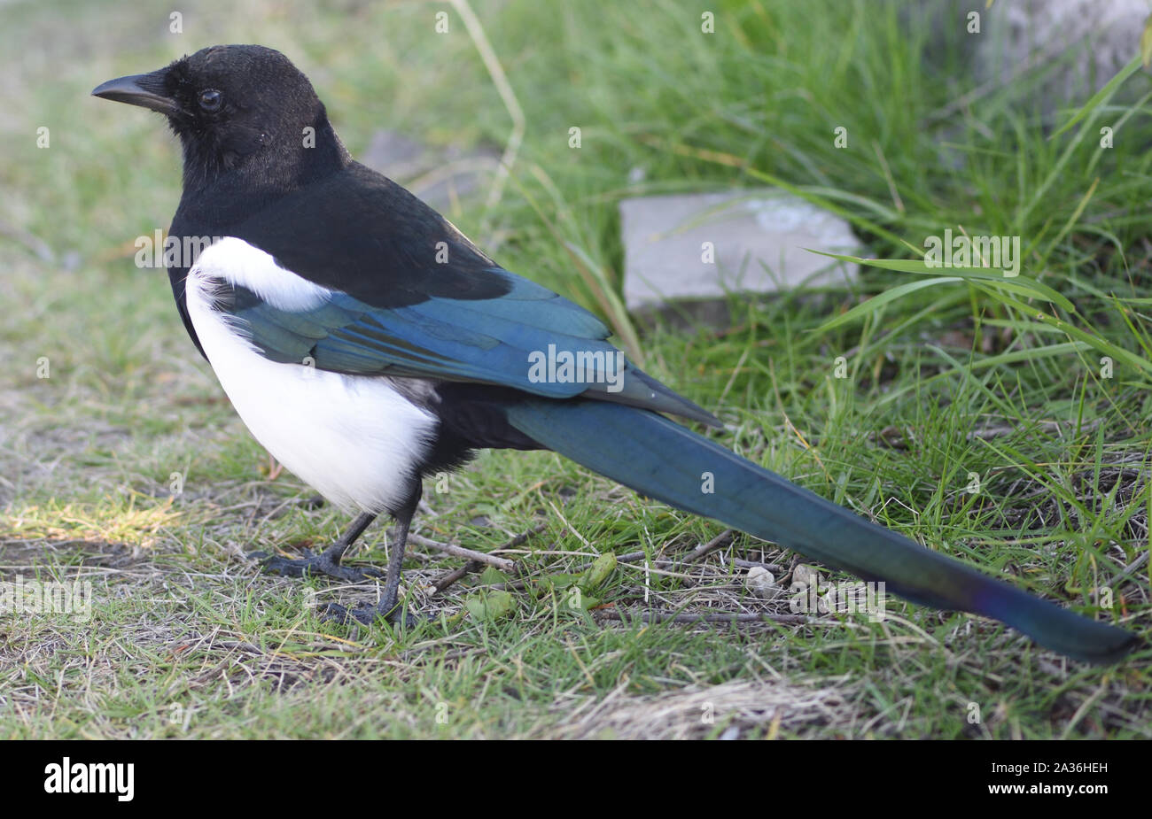 Iridescent blue wing hi-res stock photography and images - Alamy