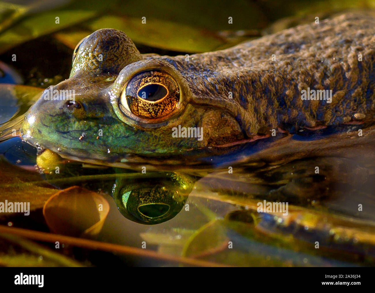 Elkton, OREGON, USA. 5th Oct, 2019. A bullfrog basks in the late ...
