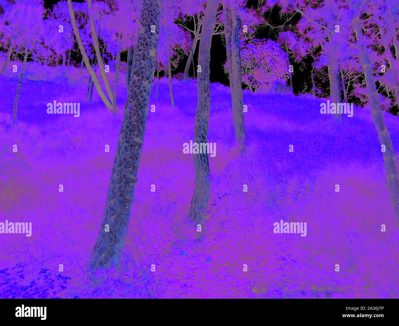 Long trees hi-res stock photography and images - Alamy