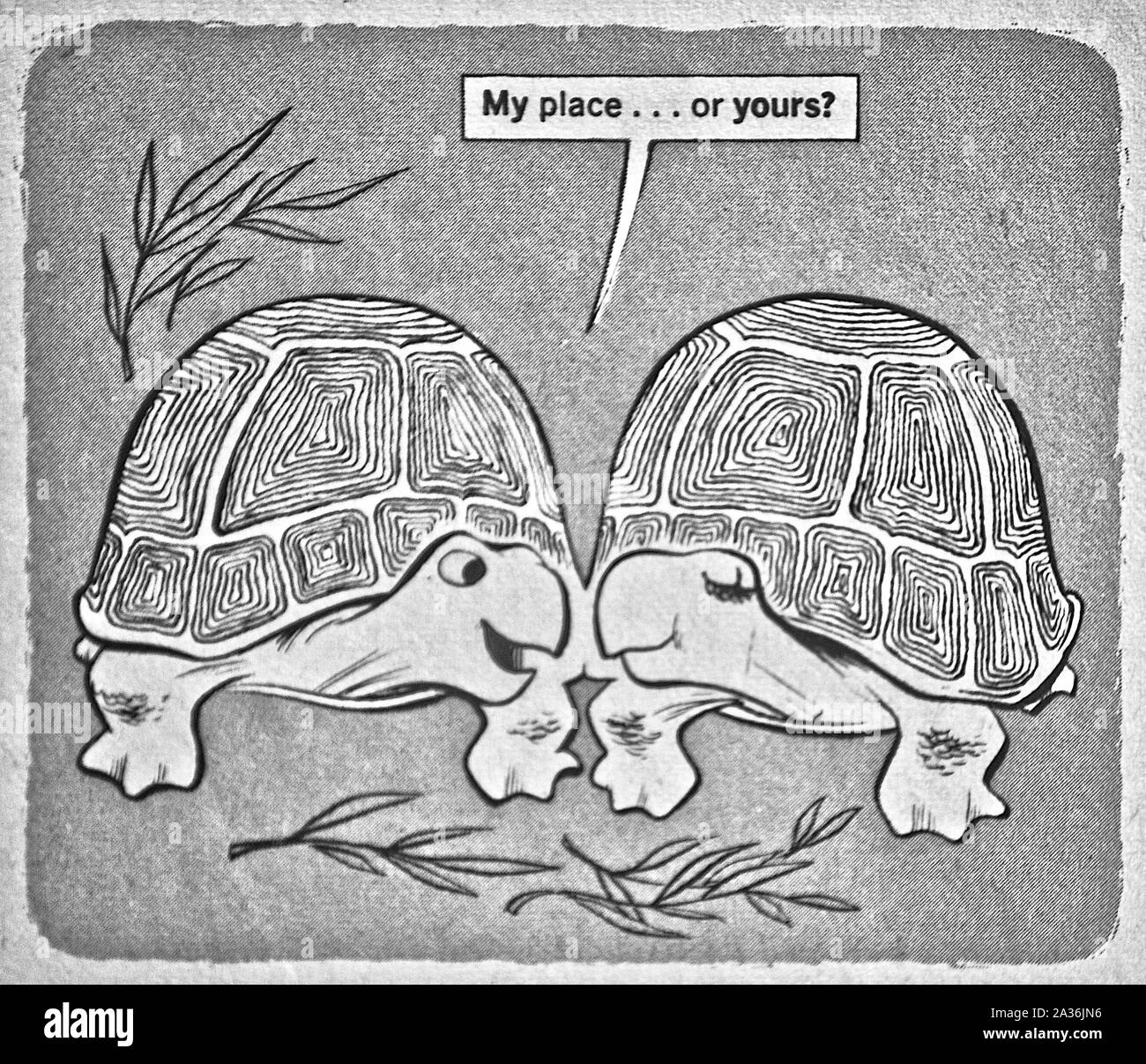 Turtle cartoon drawing hi-res stock photography and images - Alamy