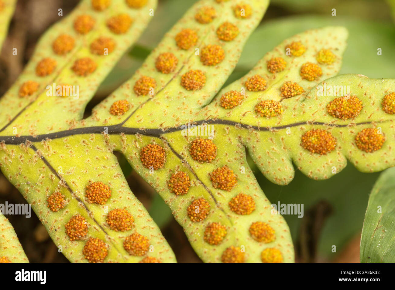 Fern spores hi-res stock photography and images - Alamy