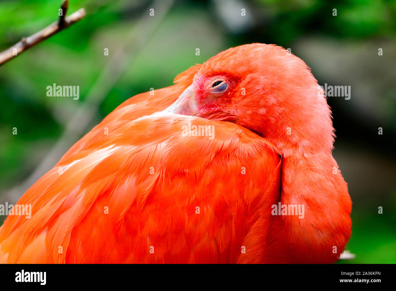 scarlet ibis (Eudocimus ruber) perched in a tree sleeping Stock Photo ...
