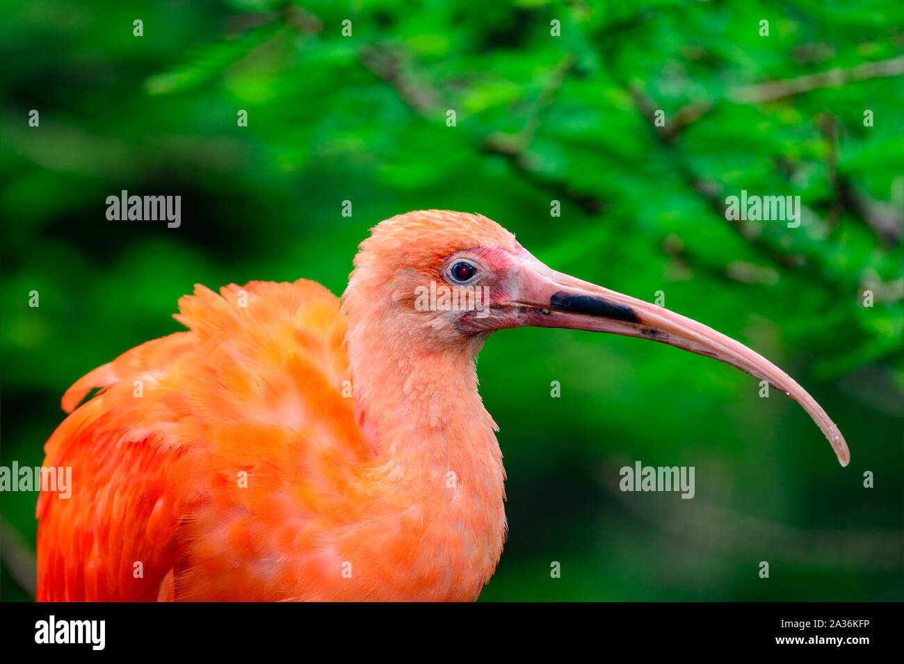 Scarlet ibis (Eudocimus ruber) perched in a tree Stock Photo - Alamy
