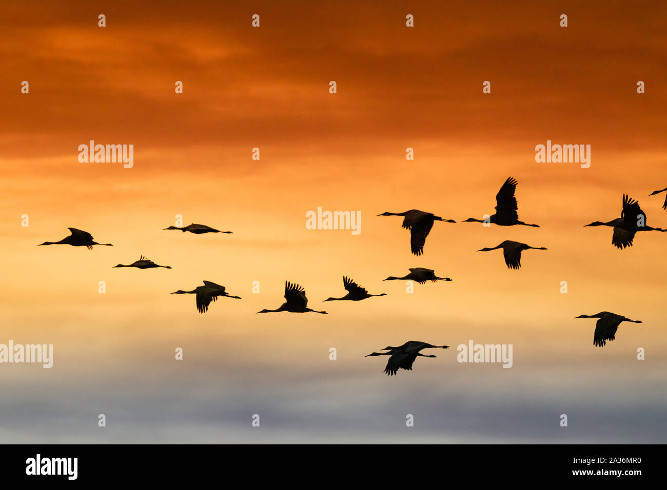 Sandhill Cranes flying at Bosque Del Apache National Wildlife Refuge at ...
