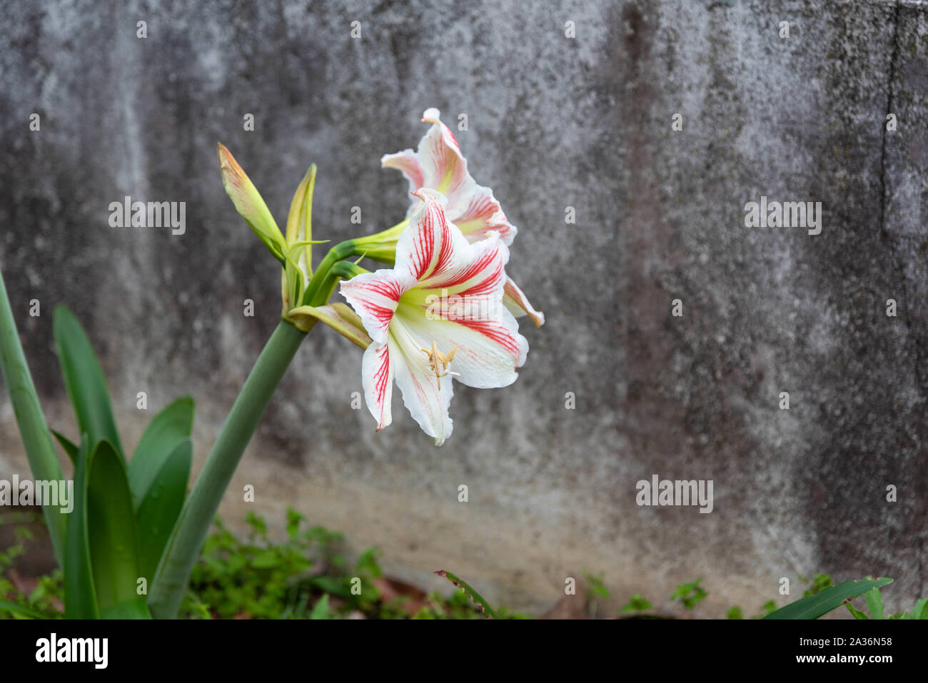 Lily flower. The lily is the name given to the flowers of the genus ...