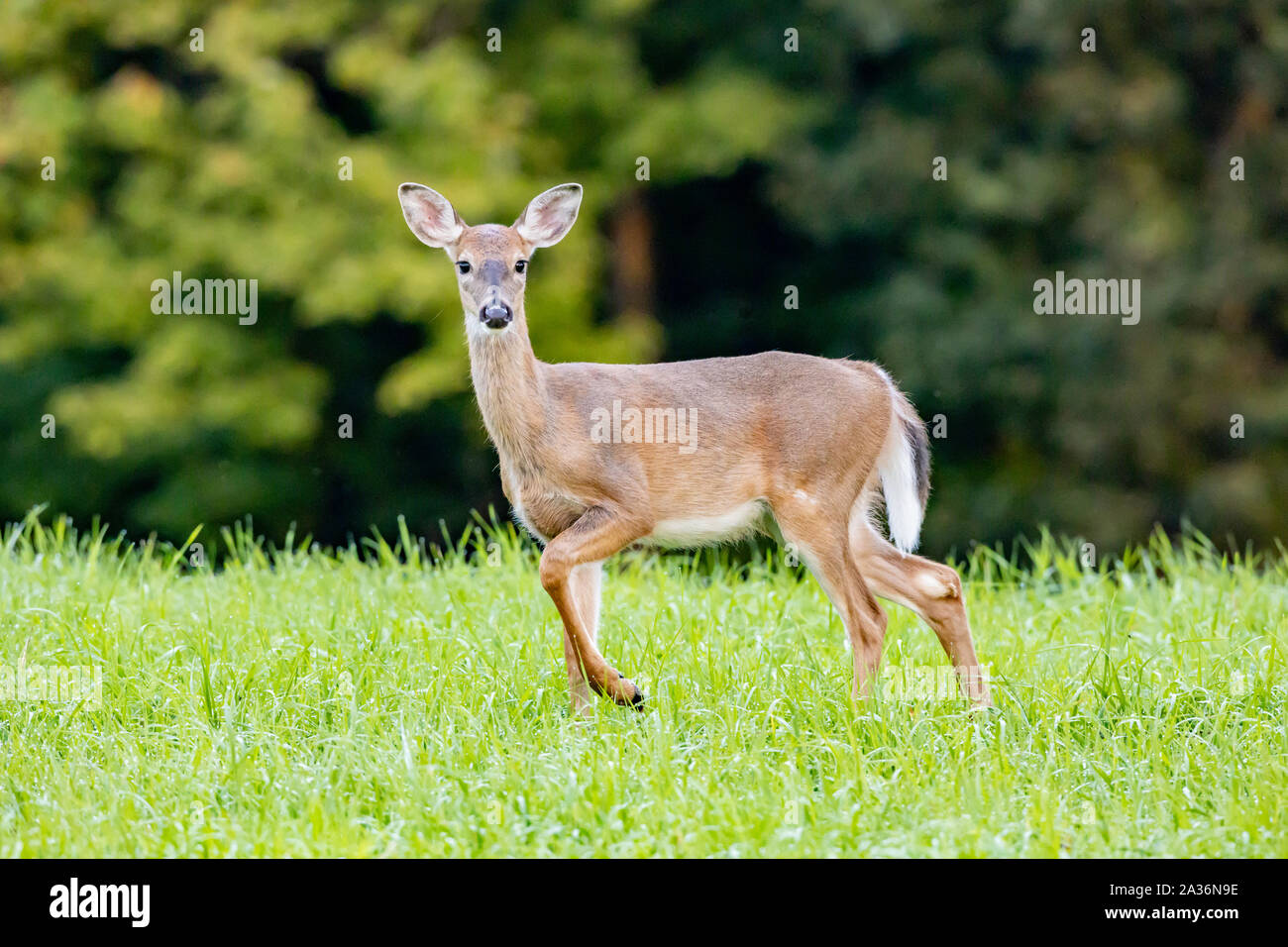 White tail deer Stock Photo - Alamy