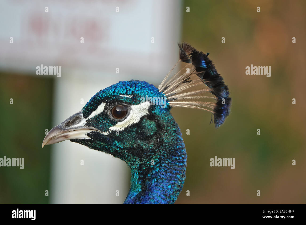 Wild (feral) peacock in Cape Canaveral city, Florida, USA Stock Photo ...