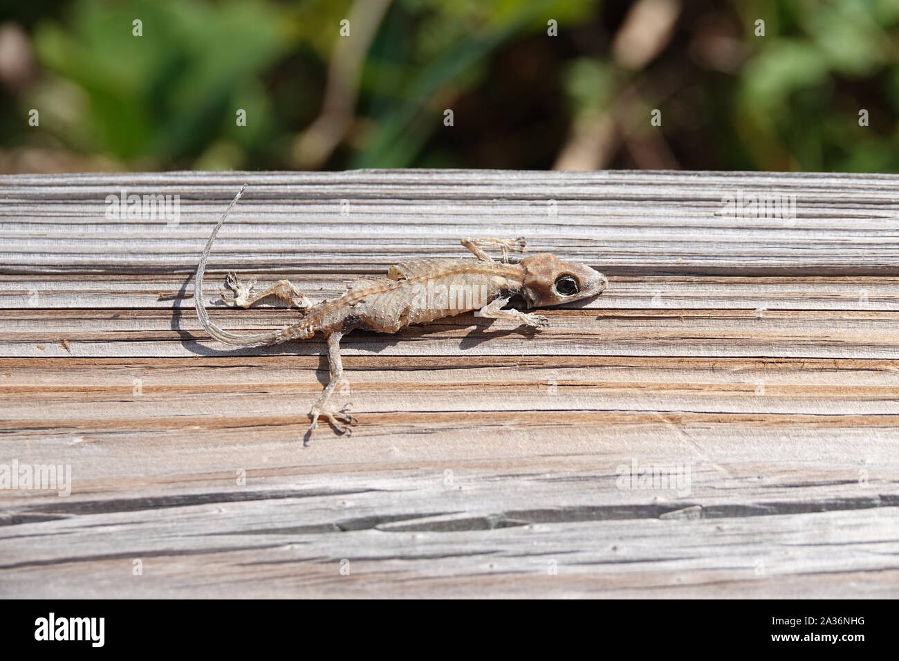 Dead dried lizard Stock Photo - Alamy
