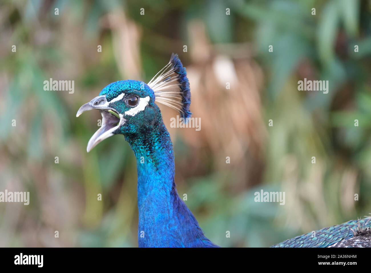 Wild (feral) peacock in Cape Canaveral city, Florida, USA Stock Photo ...