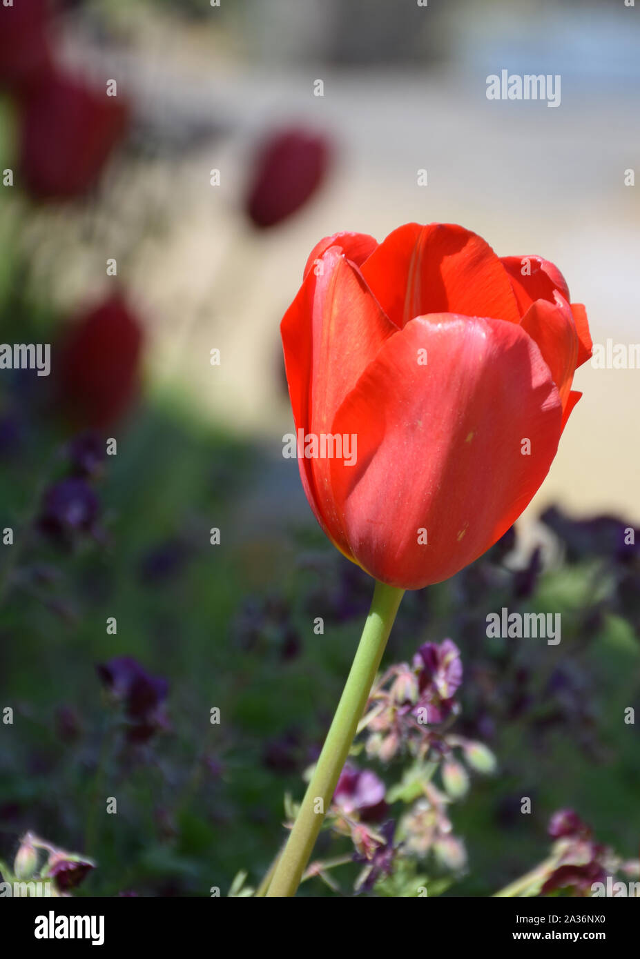Spring garden with a stunning flowering red tulip blossom Stock Photo - Alamy