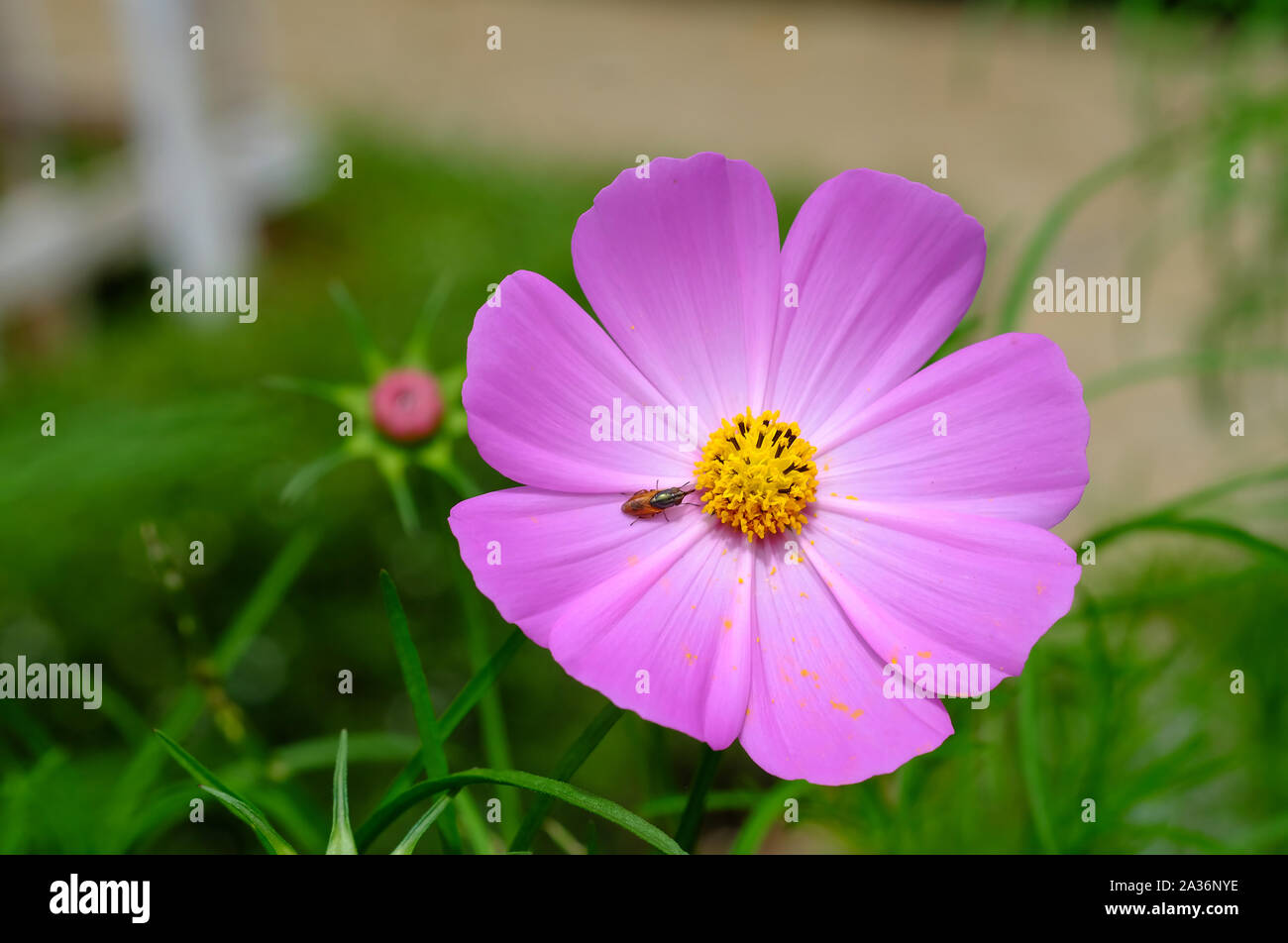 Close up cosmos flower with soft selective focus and blur background ...