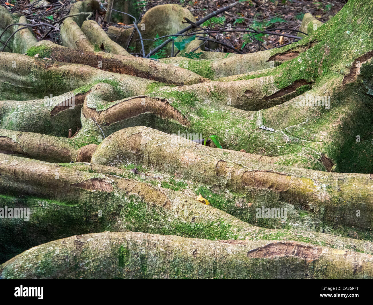 Mossy Tree Roots High Resolution Stock Photography and Images - Alamy