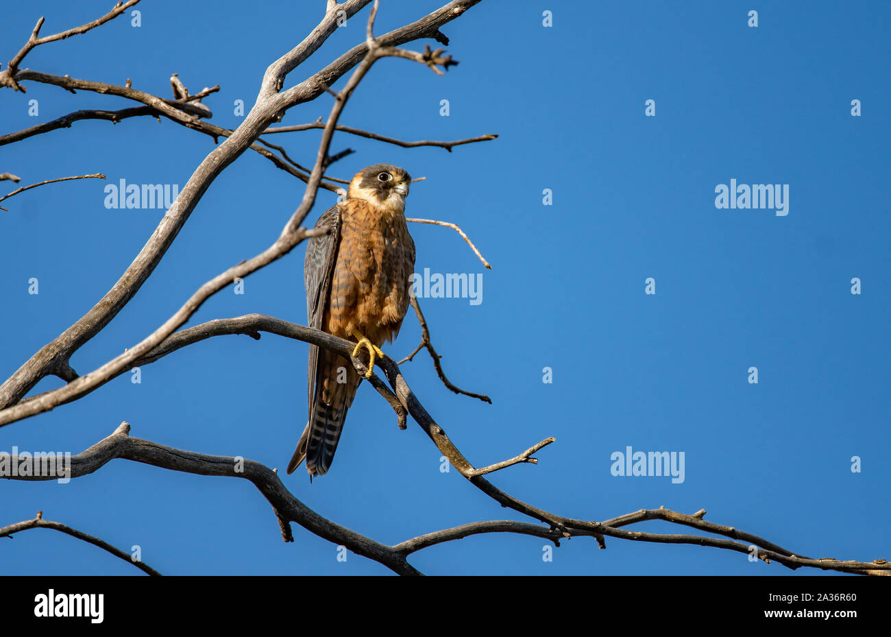 Australian hobby hi-res stock photography and images - Alamy