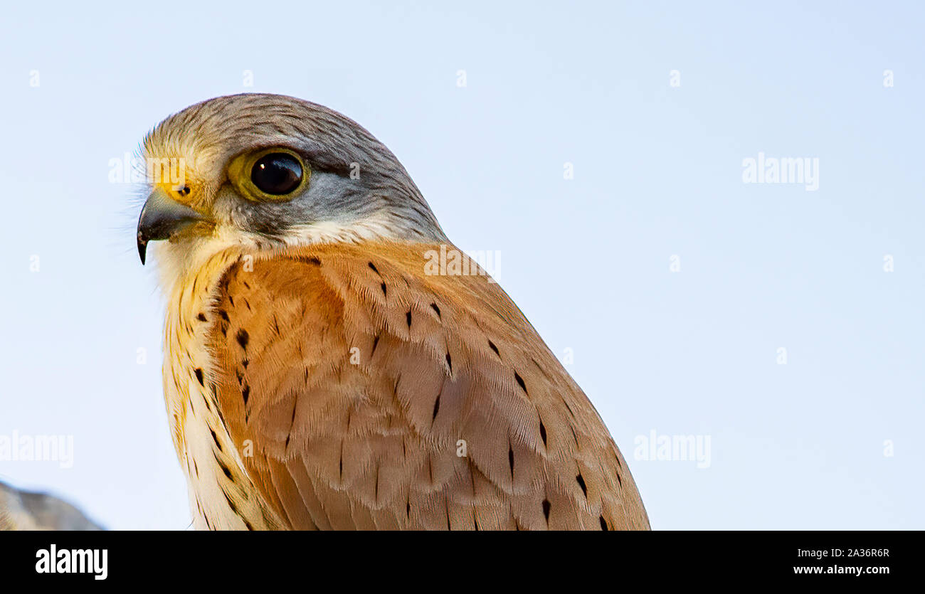 Australian kestrel hi-res stock photography and images - Alamy
