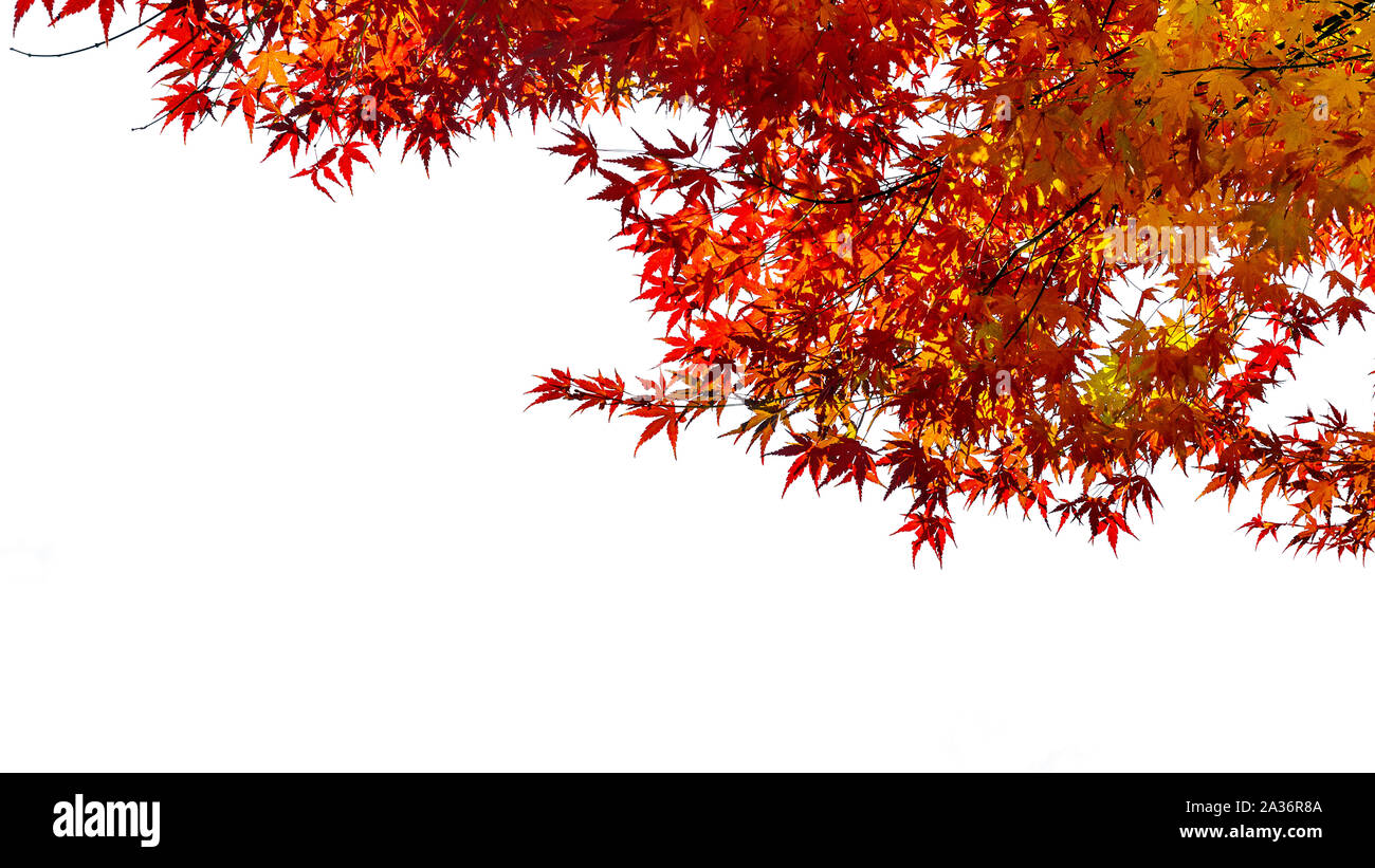 Red maple in autumn on white background Stock Photo - Alamy