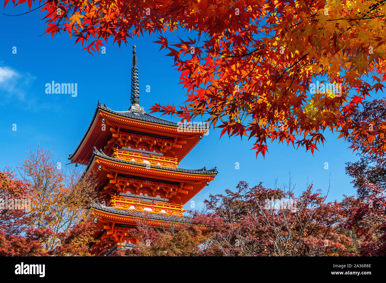 Buddhism japanese maple tree red hi-res stock photography and images ...