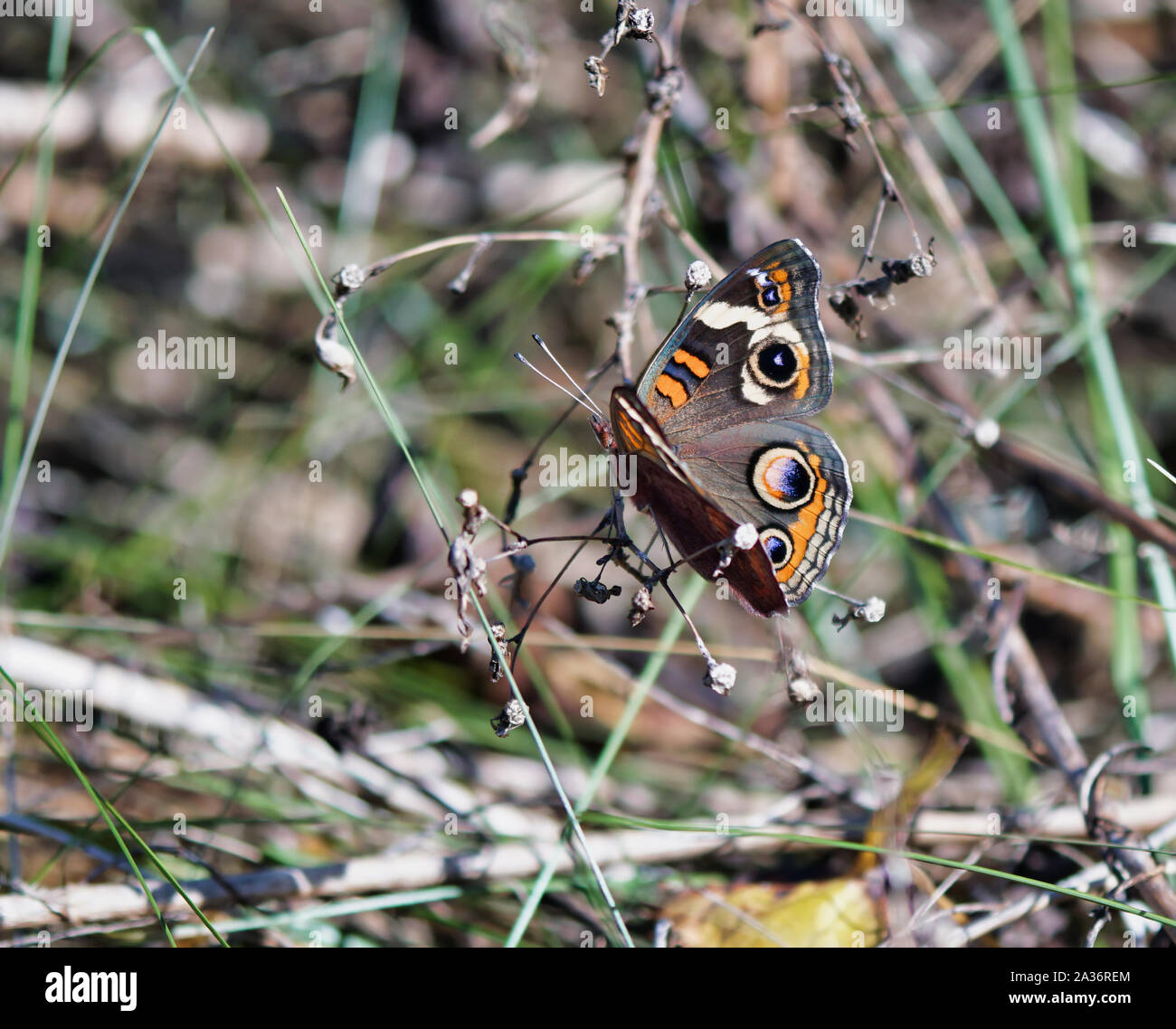 colorful butterfly wings Stock Photo - Alamy