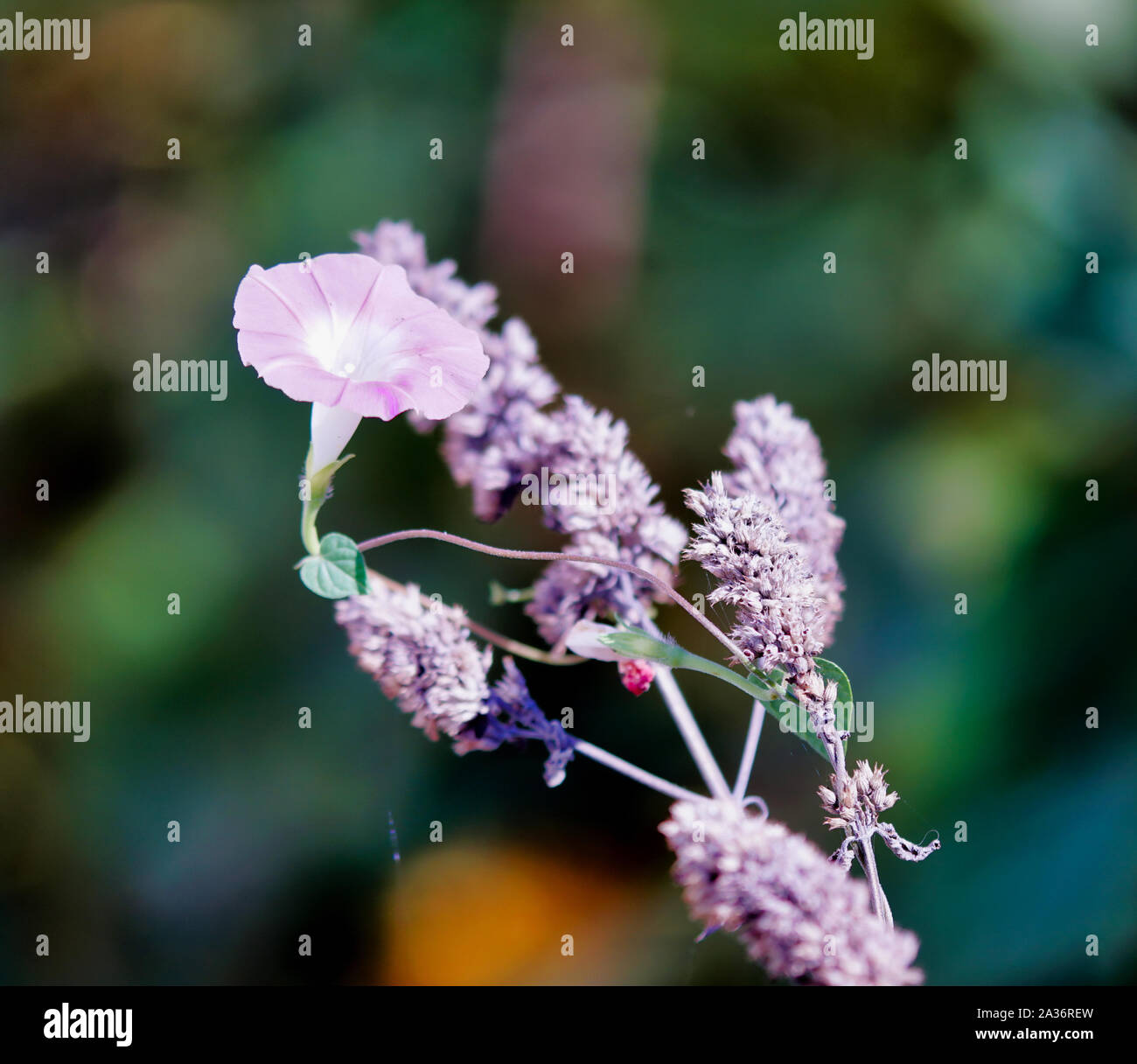 purple vining flower Stock Photo - Alamy