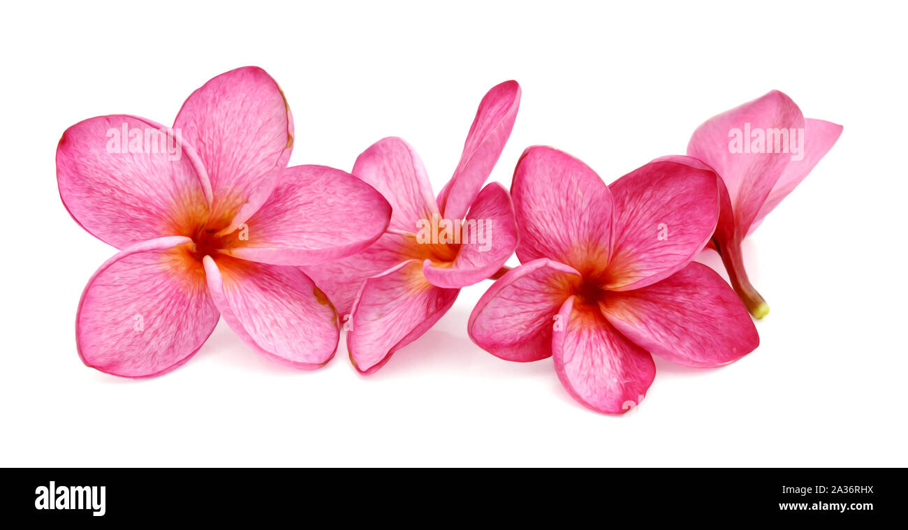 Frangipani flower isolated on white Stock Photo - Alamy