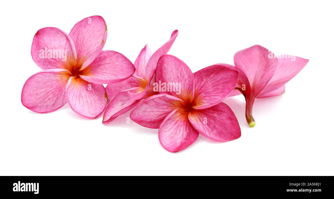 Close up yellow frangipani flower Cut Out Stock Images & Pictures - Alamy