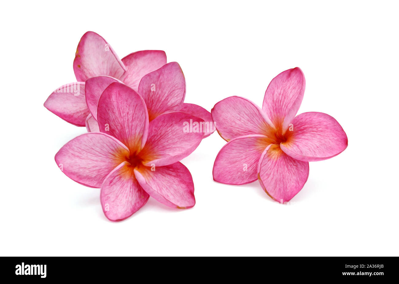 Frangipani flower isolated on white Stock Photo - Alamy