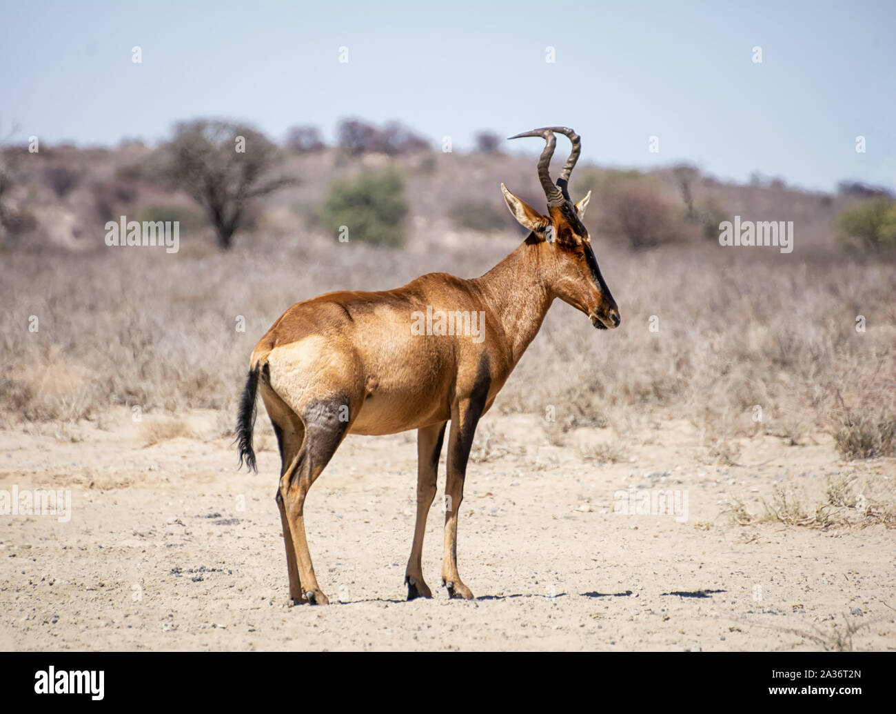 Red hartebeest in grasslands hi-res stock photography and images - Alamy