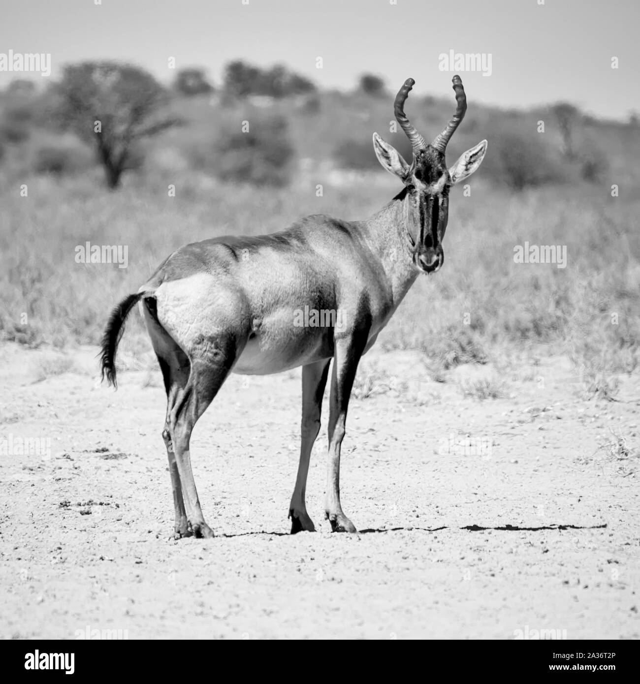 Red hartebeest in grasslands hi-res stock photography and images - Alamy