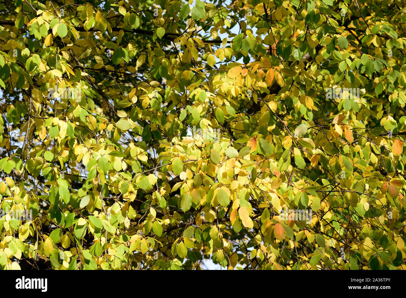 Bird cherry tree in autumn lit by the sun. Natural background Stock ...