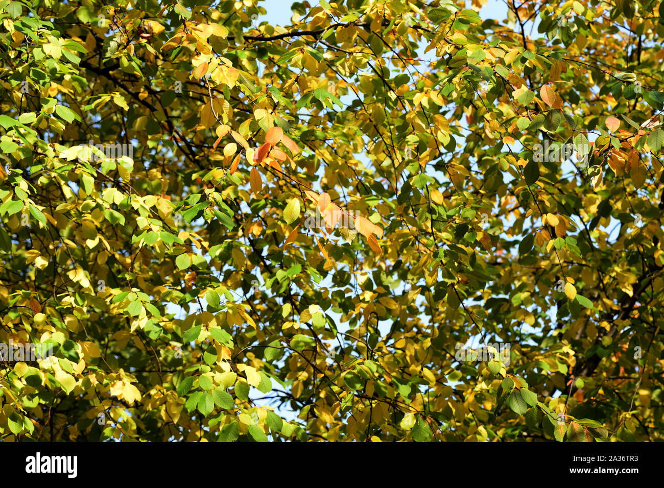 Bird cherry tree in autumn lit by the sun. Natural background Stock ...