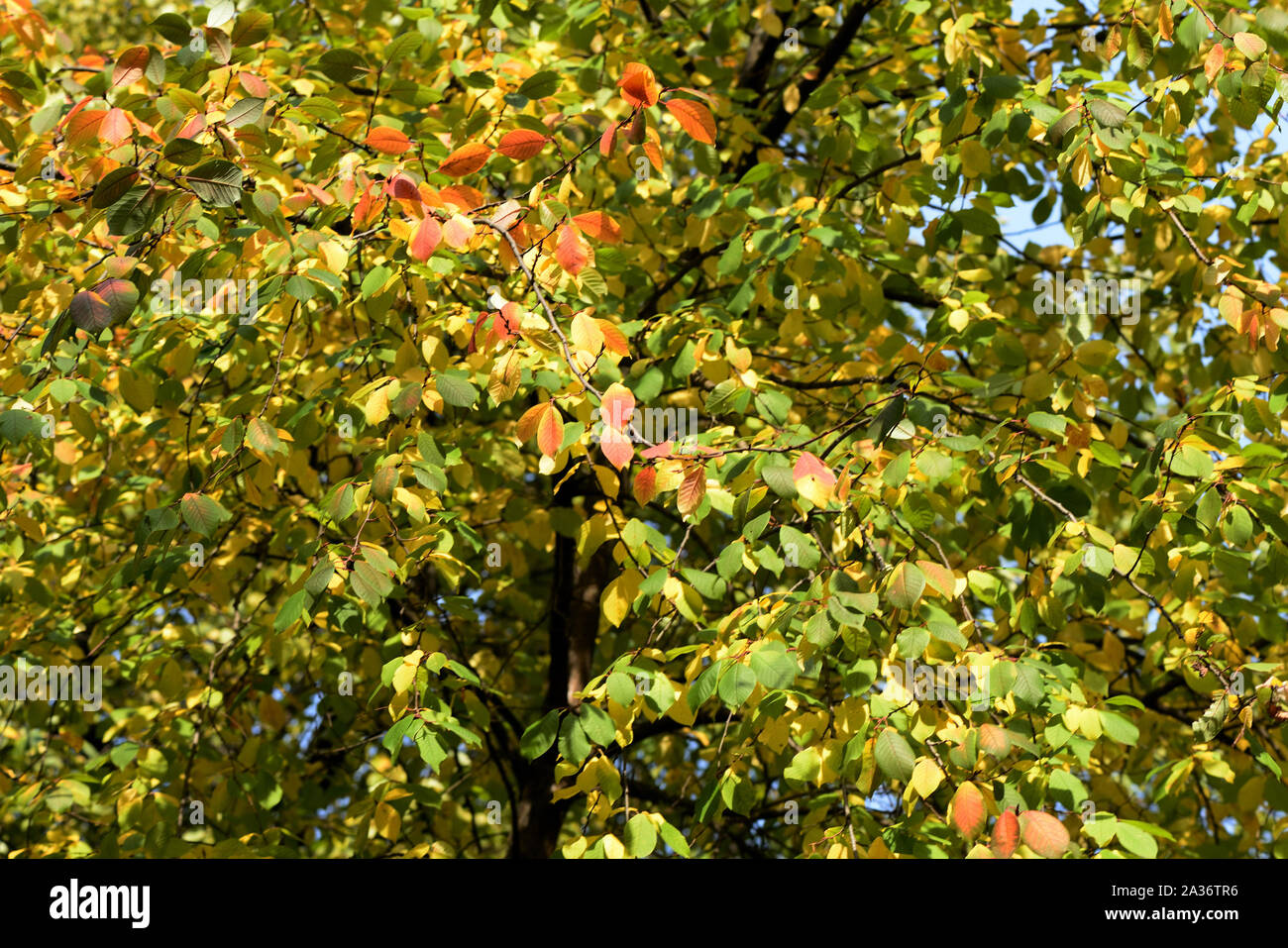 Bird cherry tree in autumn lit by the sun. Natural background Stock ...
