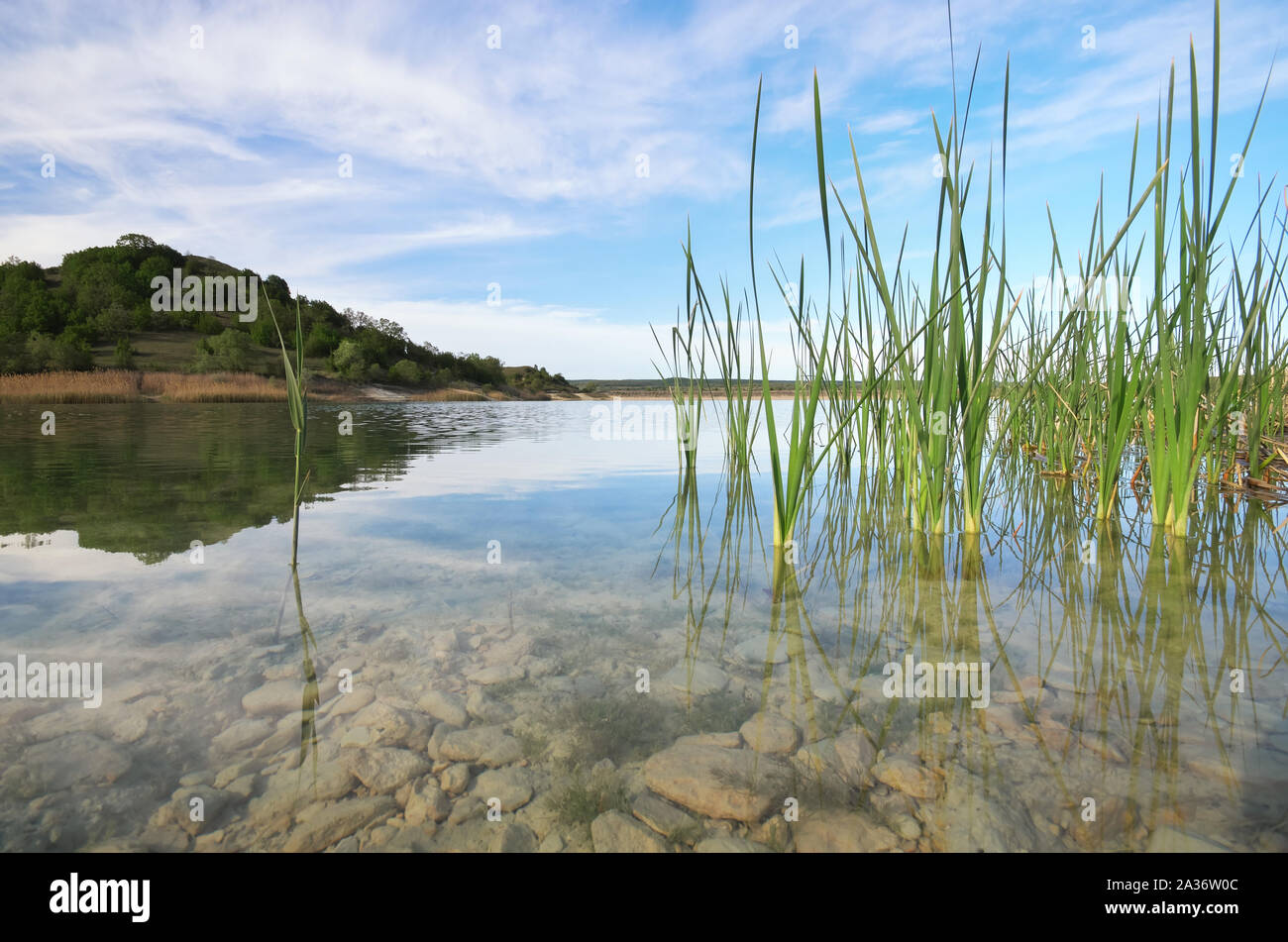 Pond and spring lake. Nature compositon Stock Photo - Alamy