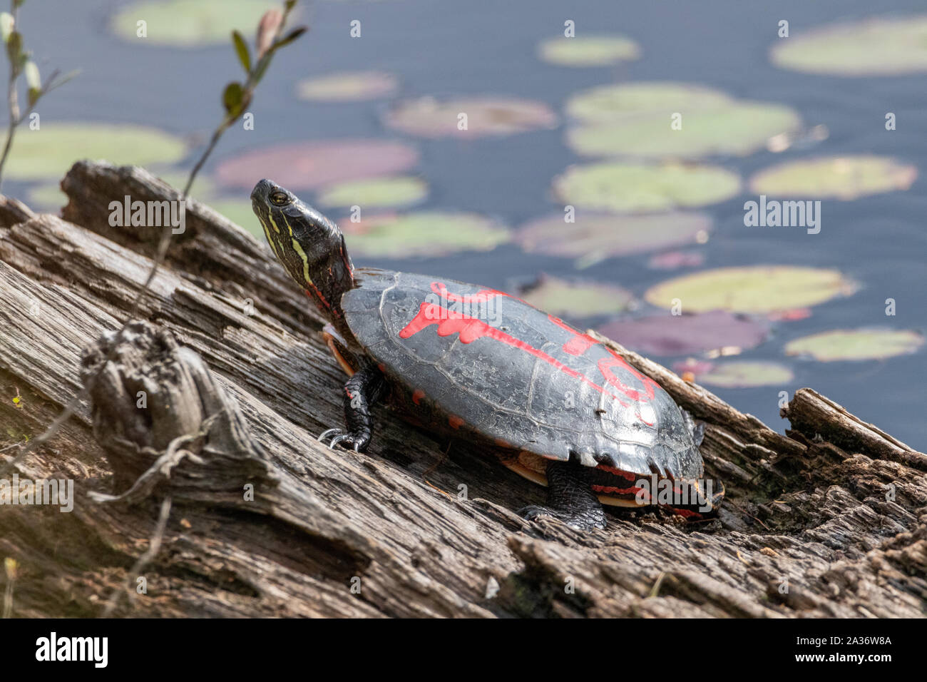 Algonquin wolf hi-res stock photography and images - Alamy