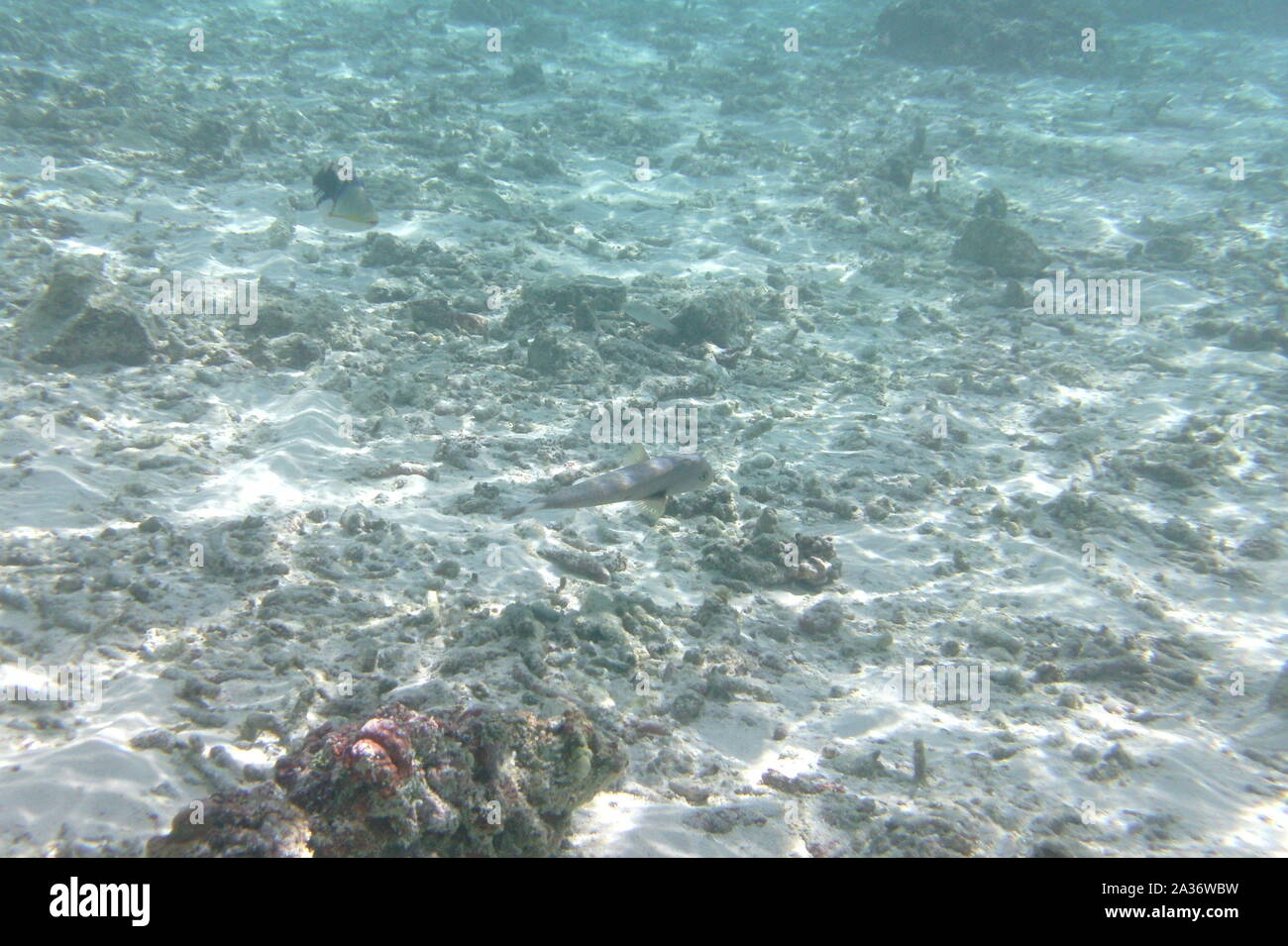 Indian ocean tropical fish hi-res stock photography and images - Alamy
