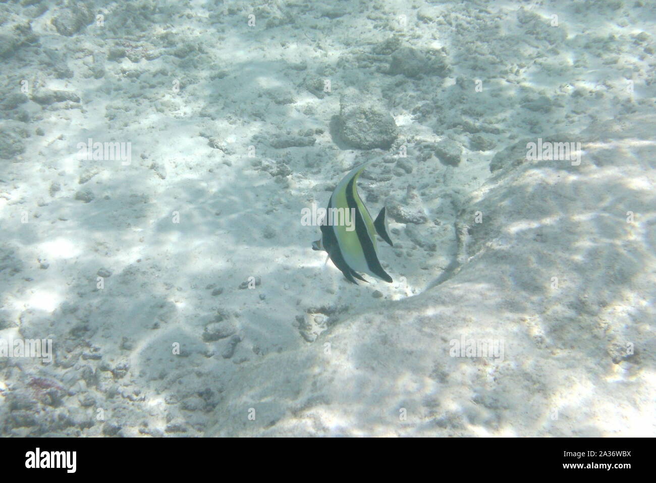 Deep sea fish maldives hi-res stock photography and images - Alamy