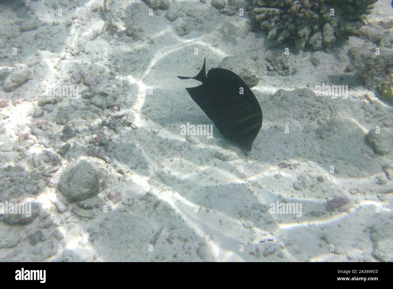 Deep sea fish maldives hi-res stock photography and images - Alamy