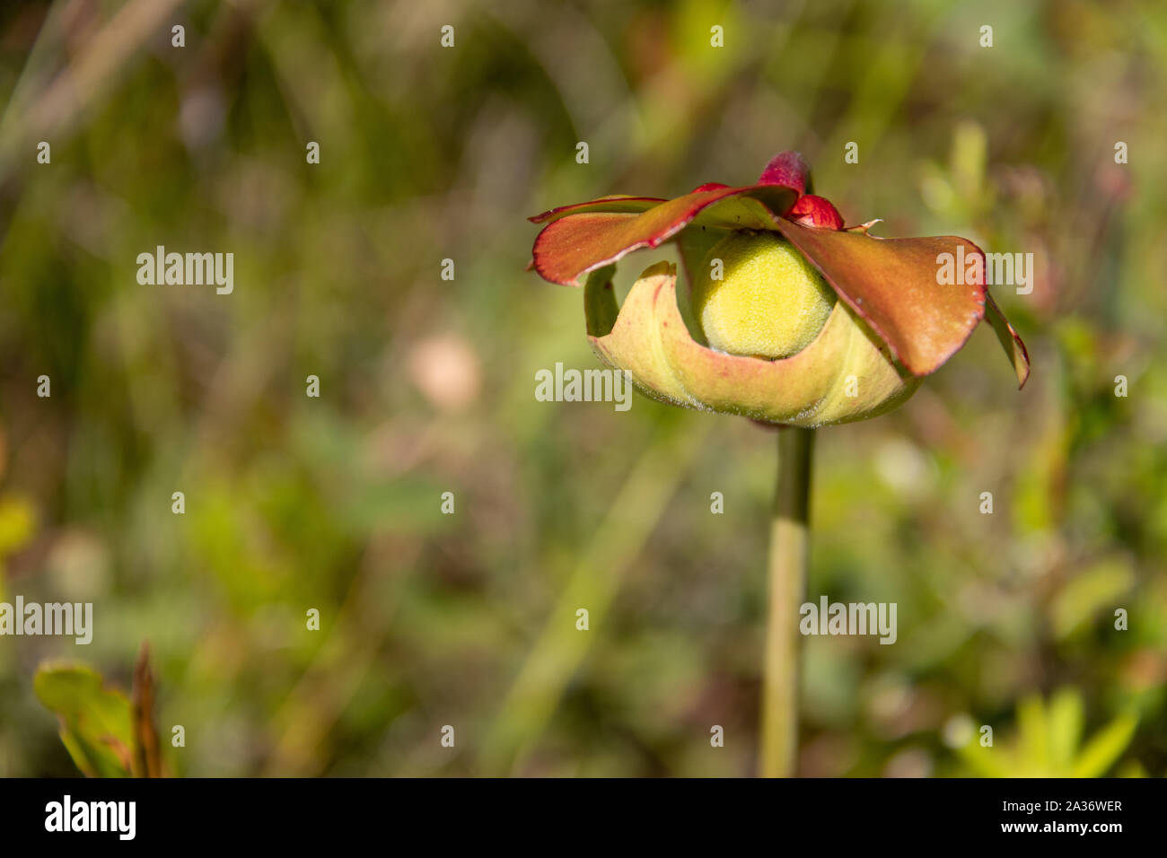 Seed pod of carnivorous Pitcher plant Stock Photo - Alamy