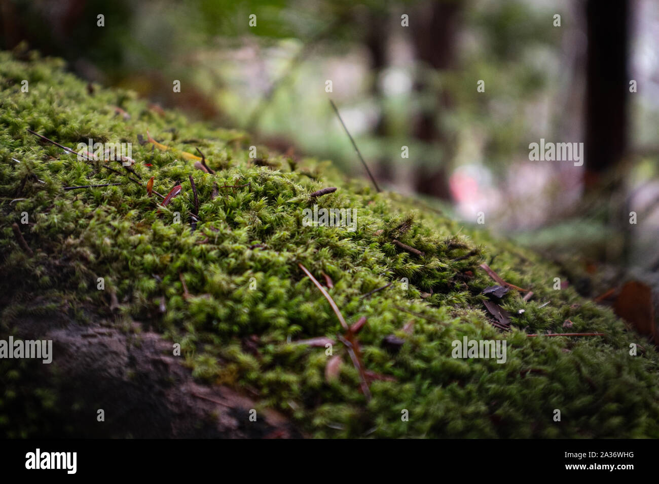 Rock of moss on the forest floor Stock Photo - Alamy
