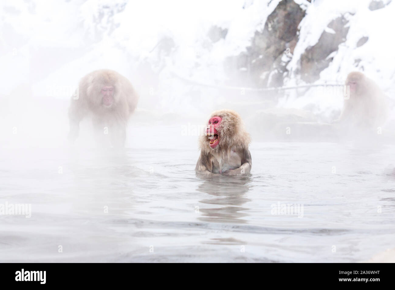 Raging japanese Japanese macaque. Snow monkey (Macaca fuscata) from ...