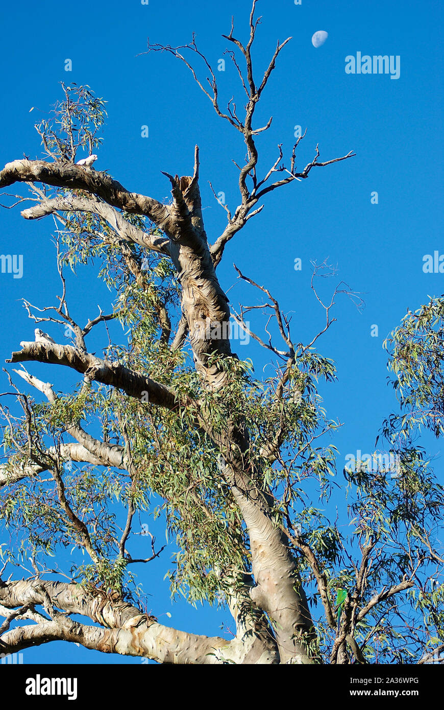 Ring necked parrot in the opens spaces of Perth suburbia Stock Photo ...