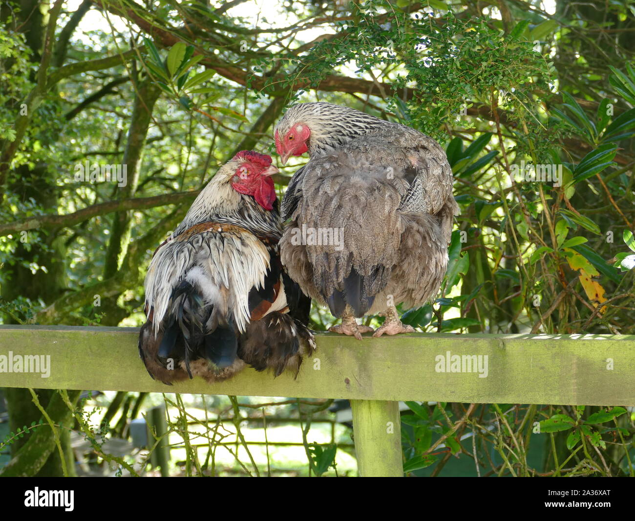 Friendly chickens sitting on a fence Stock Photo - Alamy