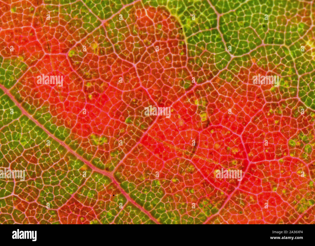 Plant cells with chlorophyll hi-res stock photography and images - Alamy